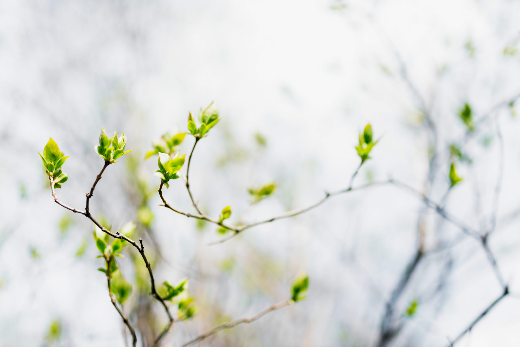 Bostäder & lokaler i Göteborg, Stockholm & Uppsala-Wallenstam