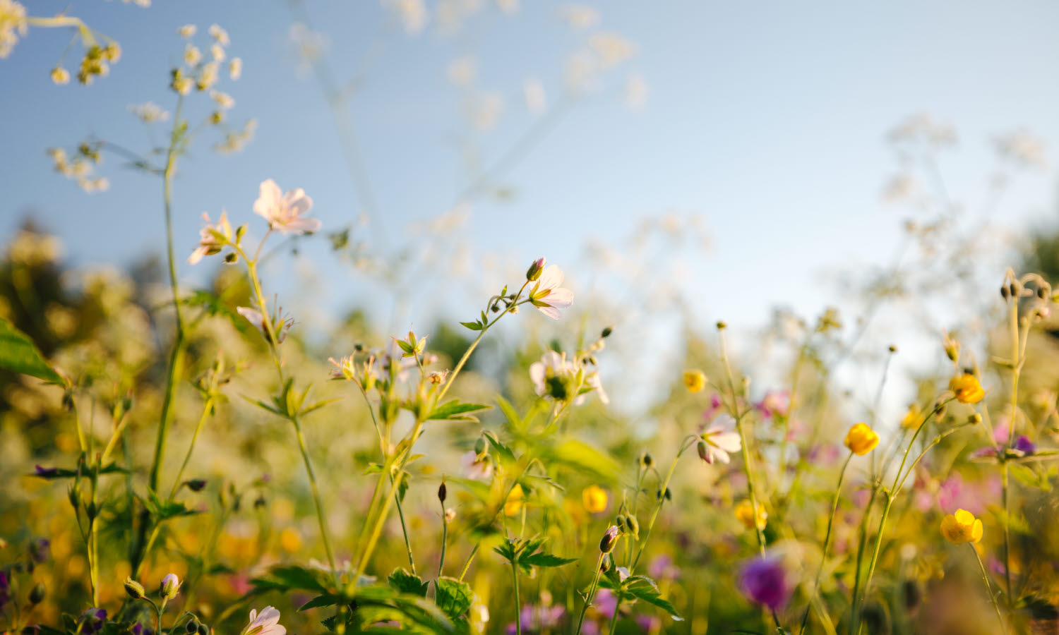 Bostäder & lokaler i Göteborg, Stockholm & Uppsala-Wallenstam